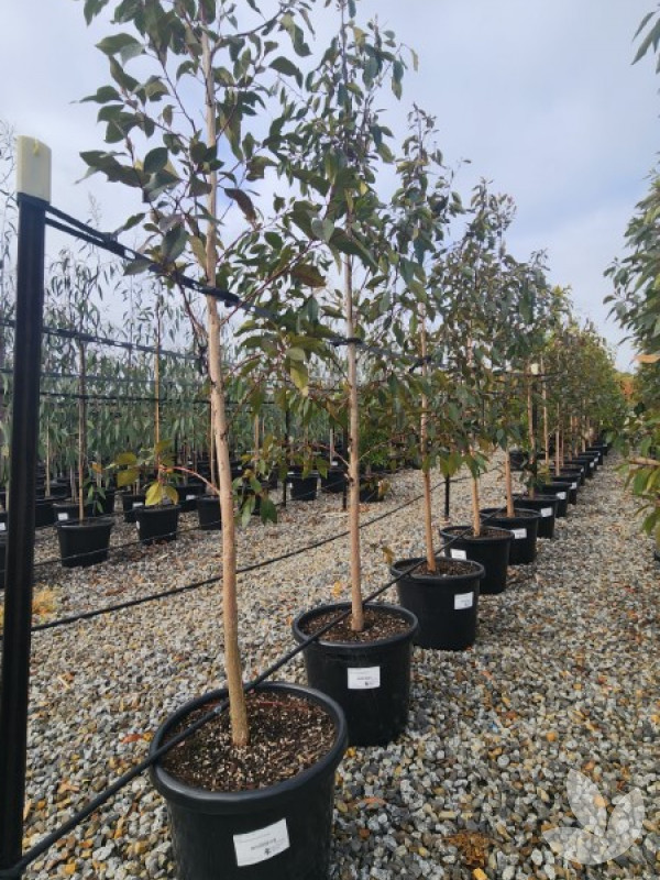 Lophostemon suaveolens - Swamp Box, Swamp Turpentine - Trees ...