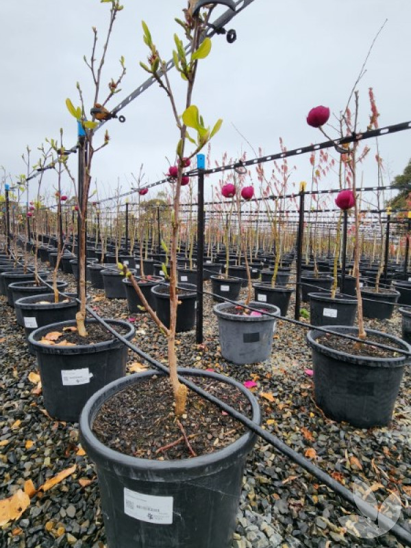 Magnolia denudata - Yulan Magnolia (deciduous), Lily Tree - Trees ...