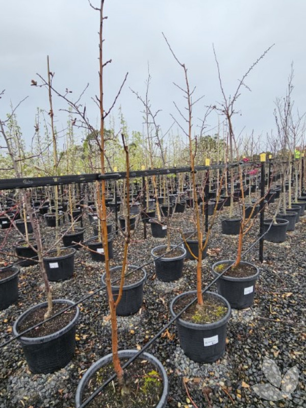 Malus yunnanensis 'Wychwood Ruby' - Wychwood Ruby Crab Apple - Trees ...