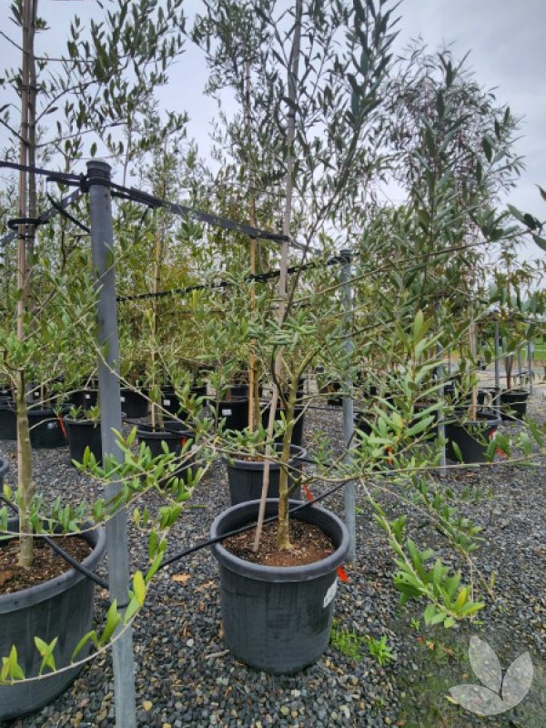Olea europaea 'Mission' - Mission Olive - Trees - Speciality Trees