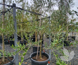 Olea europaea 'Mission' - Mission Olive - Trees - Speciality Trees