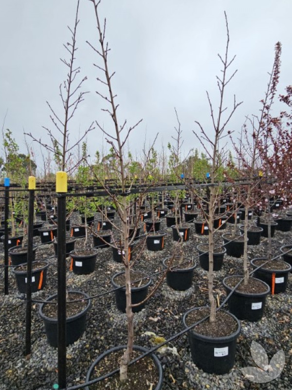 Prunus persica 'Red Haven' - Red Haven Peach - Trees - Speciality Trees