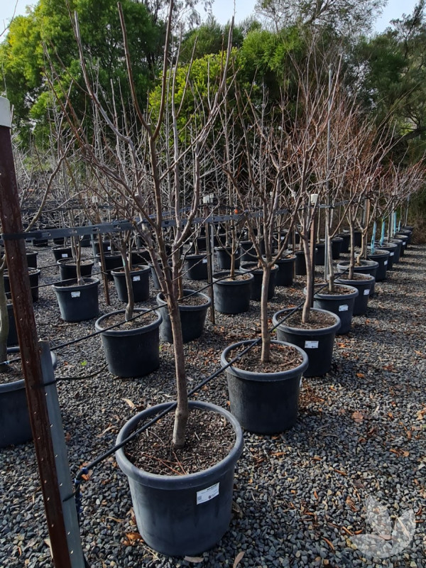 Prunus salicina 'Santa Rosa' - Santa Rosa Japanese Plum - Trees ...
