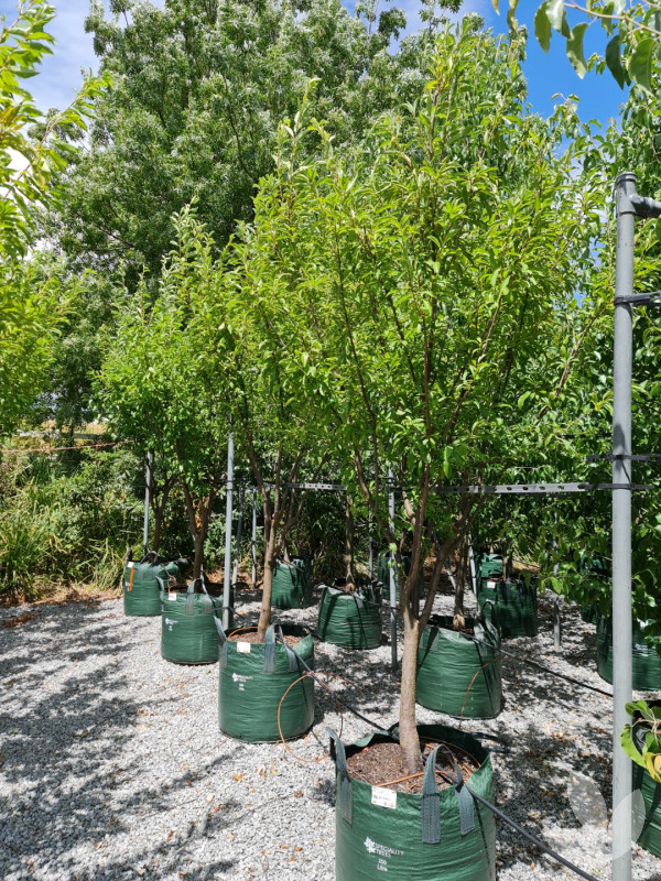 Prunus salicina 'Santa Rosa' - Santa Rosa Japanese Plum - Trees ...