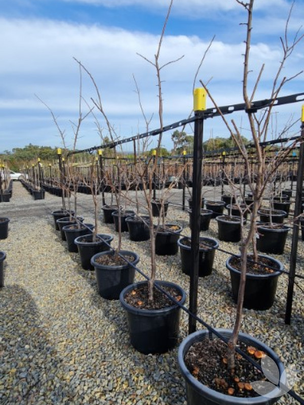 Prunus salicina 'Satsuma' - Satsuma Japanese Blood Plum - Trees ...