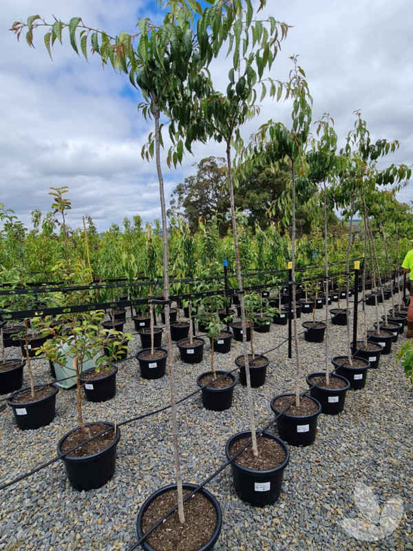 Prunus serrulata 'Cheals Weeping' (weeping standard) - Cheals Weeping ...