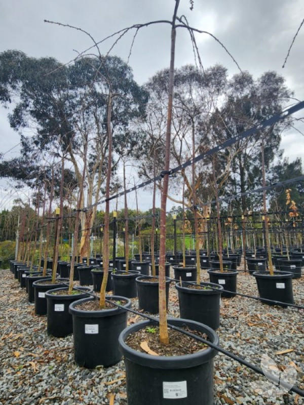 Prunus serrulata 'Cheals Weeping' (weeping standard) - Cheals Weeping ...