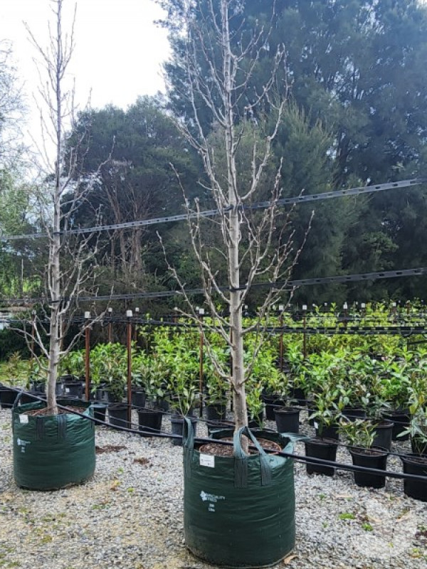 Pyrus calleryana 'Capital' - Capital Ornamental Pear - Trees ...