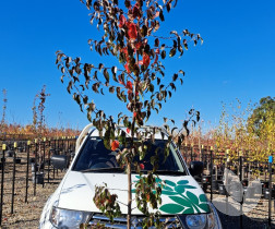 Pyrus calleryana 'Winter Glow' - Winter Glow Ornamental Pear - Trees ...
