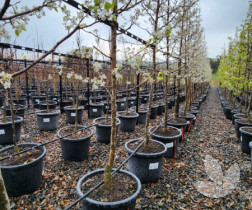Pyrus nivalis - Snow Pear (Ornamental Pear) - Trees - Speciality Trees