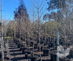 Pyrus nivalis - Snow Pear - Trees - Speciality Trees