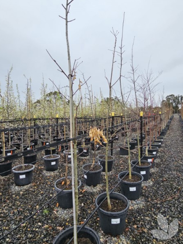 Quercus rubra (syn. borealis) - Northern Red Oak Tree - Trees ...