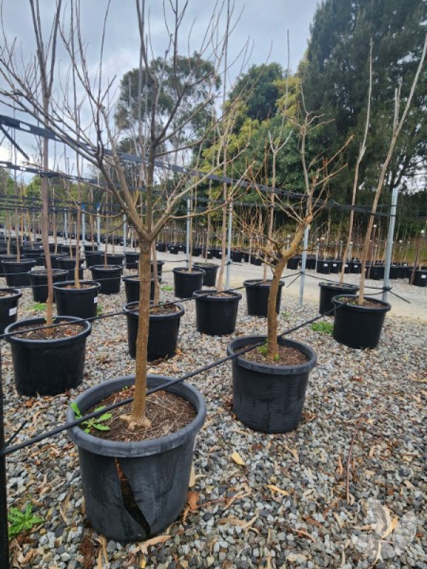 Sapium sebiferum 'syn. Triadica sebifera' - Chinese Tallow Tree - Trees ...