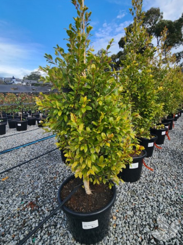 Syzygium australe 'Backyard Bliss' - Backyard Bliss Lilly Pilly - Trees ...