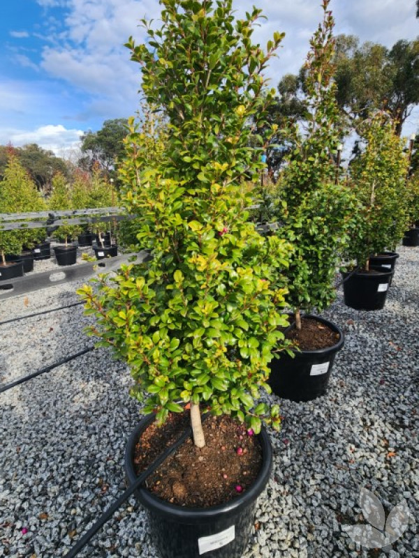 Syzygium australe 'Cherry Bomb' - Cherry Bomb Lilly Pilly - Trees ...
