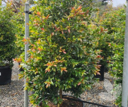 Syzygium australe 'Plum Magic' - Plum Magic Lilly Pilly - Trees ...