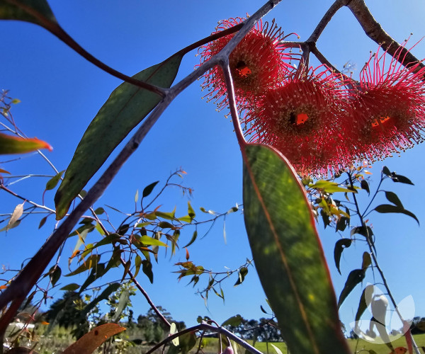 'Silver Princess' Eucalyptus caesia Tree - Speciality Trees