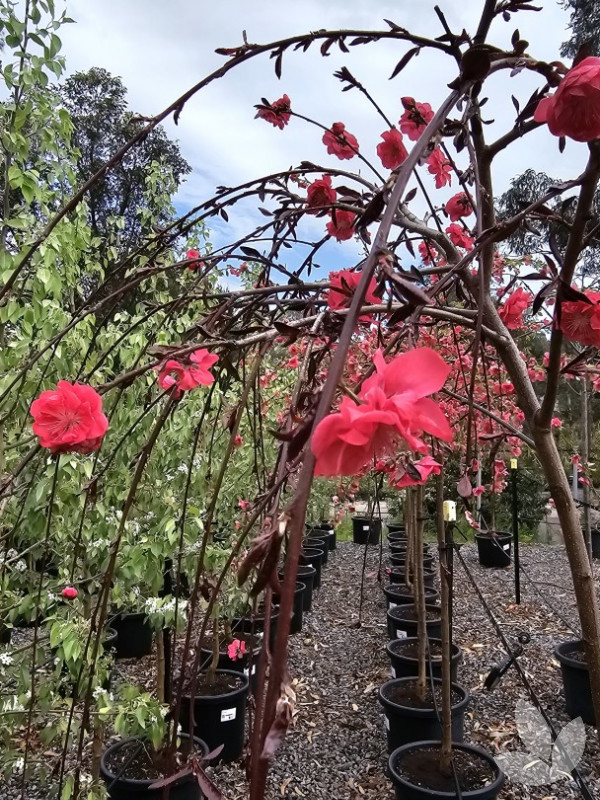 Prunus persica 'Crimson Cascade' (weeping standard) - Crimson Flowering ...