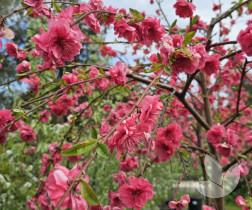 Prunus persica 'Peacherine' - Peach/Nectarine cross - Trees ...