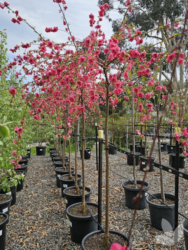 Prunus persica 'Rose Charm' (weeping standard) - Rose Charm Weeping ...