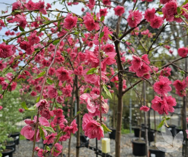 Prunus persica 'Rose Charm' (weeping standard) - Rose Charm Weeping ...