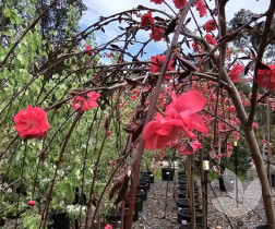 Prunus persica 'Crimson Cascade' (weeping standard) - Crimson Cascade ...