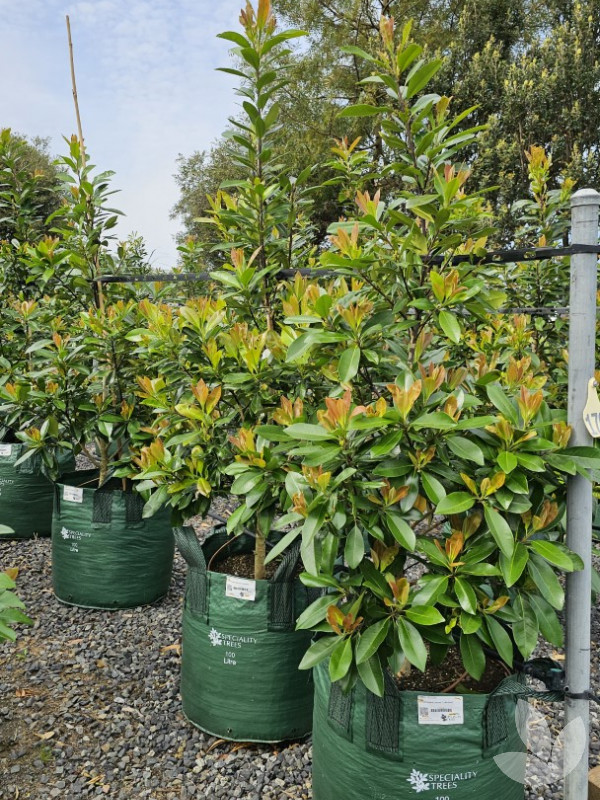 Tristaniopsis laurina 'DOW10' Luscious ® - Luscious Kanooka Gum Tree ...