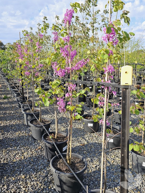 Cercis siliquastrum - Judas Tree, Love Tree - Trees - Speciality Trees