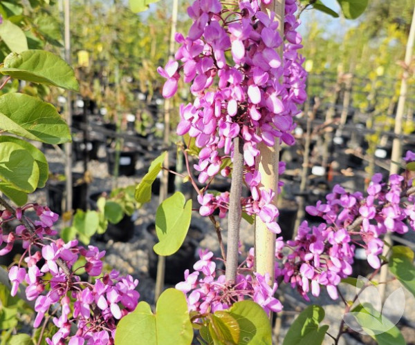 Cercis siliquastrum - Judas Tree, Love Tree - Trees - Speciality Trees