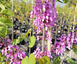 Cercis siliquastrum - Judas Tree, Love Tree - Trees - Speciality Trees