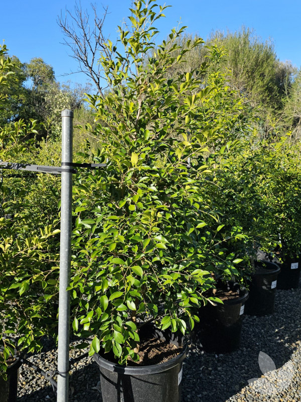 Sublime Creek Lilly Pilly - Speciality Trees