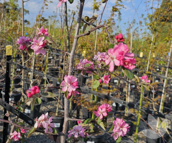 Malus ioensis 'rubra' - Red Flowering Crab Apple Tree - Trees ...