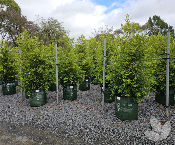 Sublime Creek Lilly Pilly - Speciality Trees