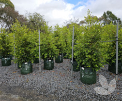Sublime Creek Lilly Pilly - Speciality Trees