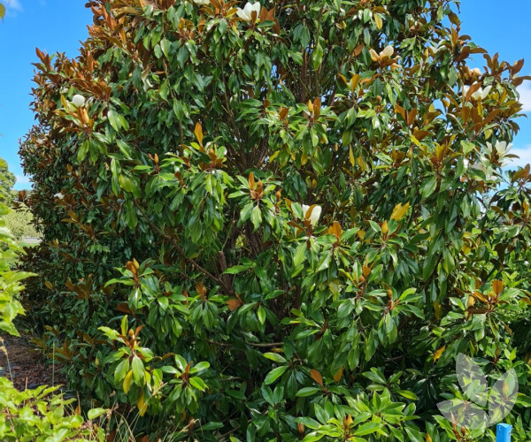 Magnolia grandiflora 'Kay Parris' - Kay Parris Magnolia Tree, Southern ...