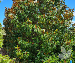 Magnolia grandiflora 'Kay Parris' - Kay Parris Magnolia Tree, Southern ...