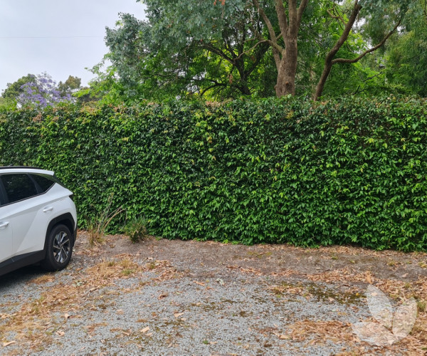 Waterhousea floribunda 'ST1' Whisper (syn. Syzygium) - Whisper Weeping ...