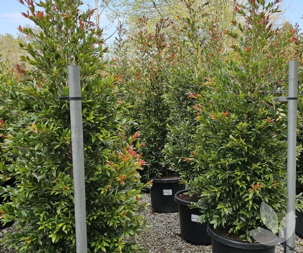 Are Lilly Pilly Trees Flammable at Kate Terry blog
