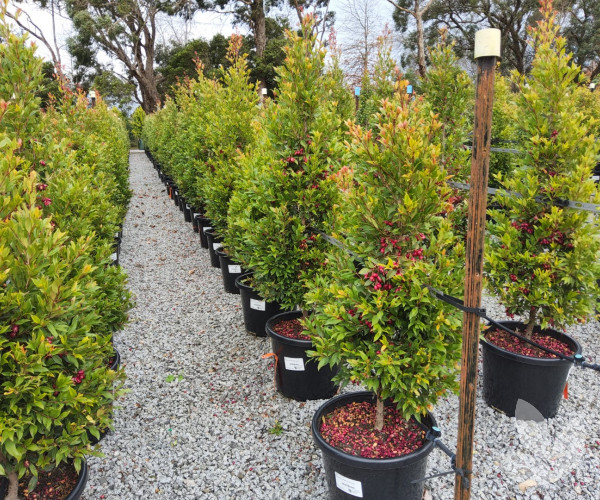 Syzygium australe 'Plum Magic' - Plum Magic Lilly Pilly - Trees ...