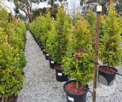 Syzygium australe 'Plum Magic' - Plum Magic Lilly Pilly Tree - Trees ...