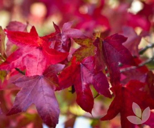 Liquidambar styraciflua 'Autumn Glow' - 'Autumn Glow' Sweetgum - Trees ...