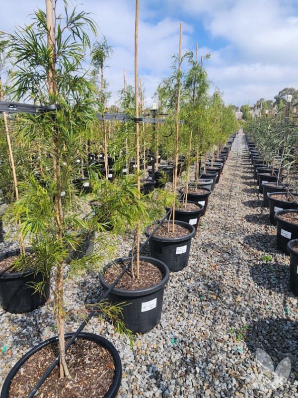 Acacia cognata 'Green Screen' - Green Screen Weeping Wattle - Trees ...