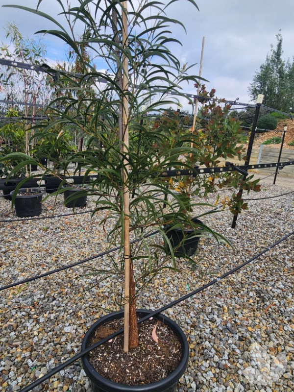 Acacia implexa - Lightwood, Hickory Wattle - Trees - Speciality Trees