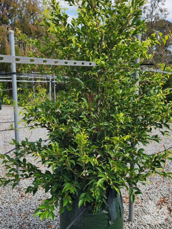 Sublime Creek Lilly Pilly - Speciality Trees