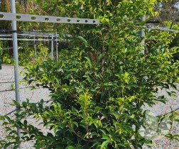 Sublime Creek Lilly Pilly - Speciality Trees