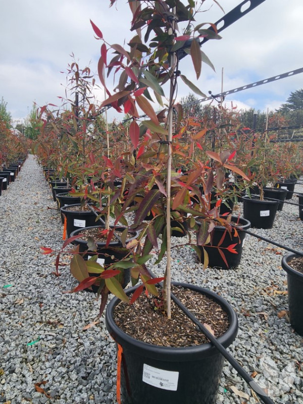 Angophora costata - Smooth-barked Apple Myrtle, Rusty Gum - Trees ...