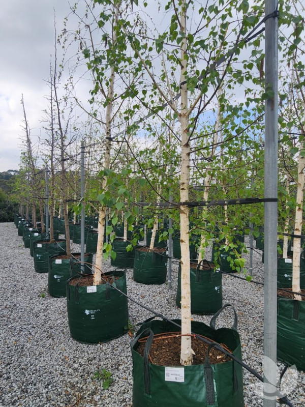 Betula pendula 'Moss White' - Moss White Silver Birch - Trees ...