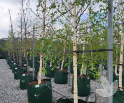Betula pendula 'Moss White' - Moss White Silver Birch - Trees ...