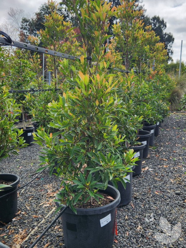 Elaeocarpus reticulatus 'Dark Pink Elly' - Dark Pink Elly Blueberry Ash ...