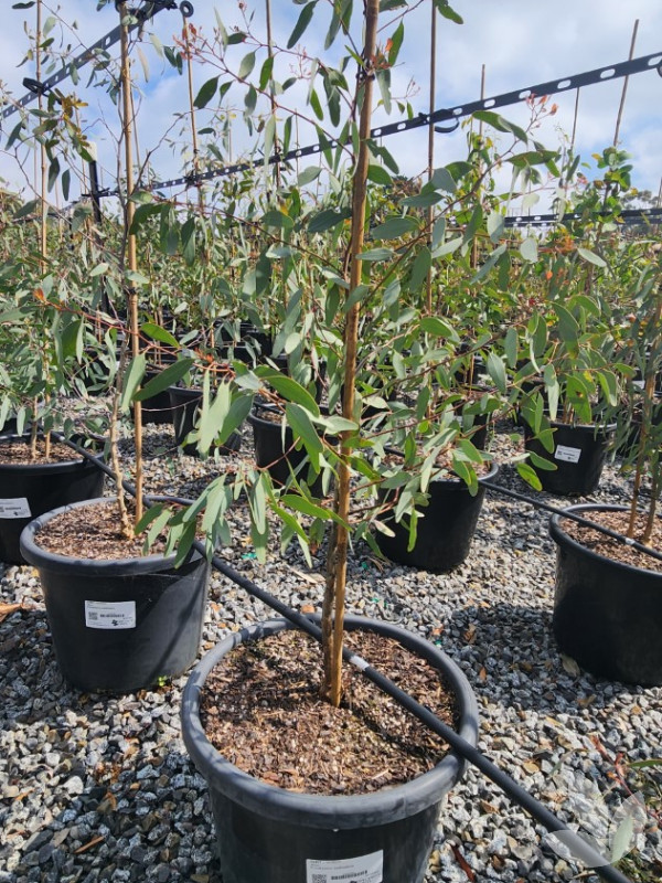 Eucalyptus melliodora - Yellow Box - Trees - Speciality Trees